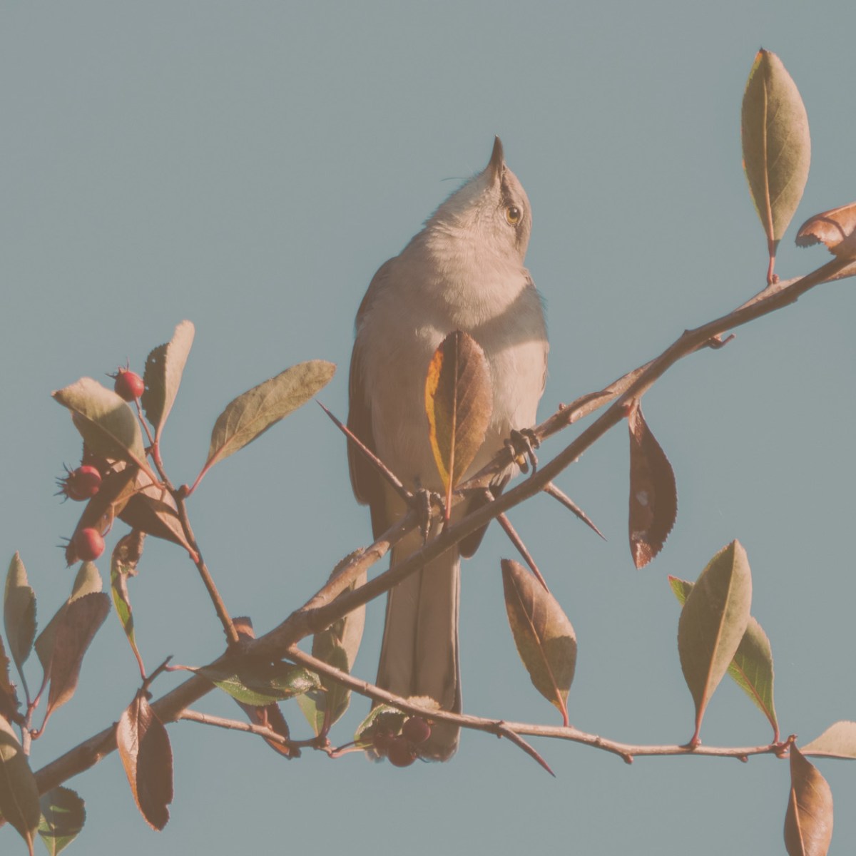 New Poem “Mockingbird” by Poet B. L. Bruce Published in Visitant – Bri ...